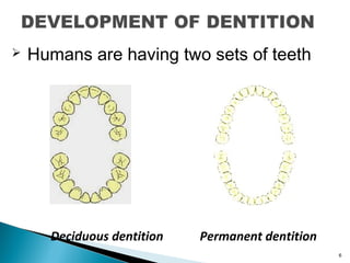 Development of dentiton and occlusion dr ajay srinivas | PPT