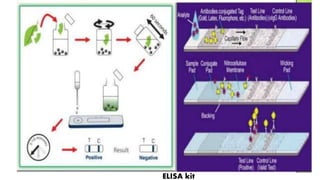 Development of diagnostic kits | PPTX