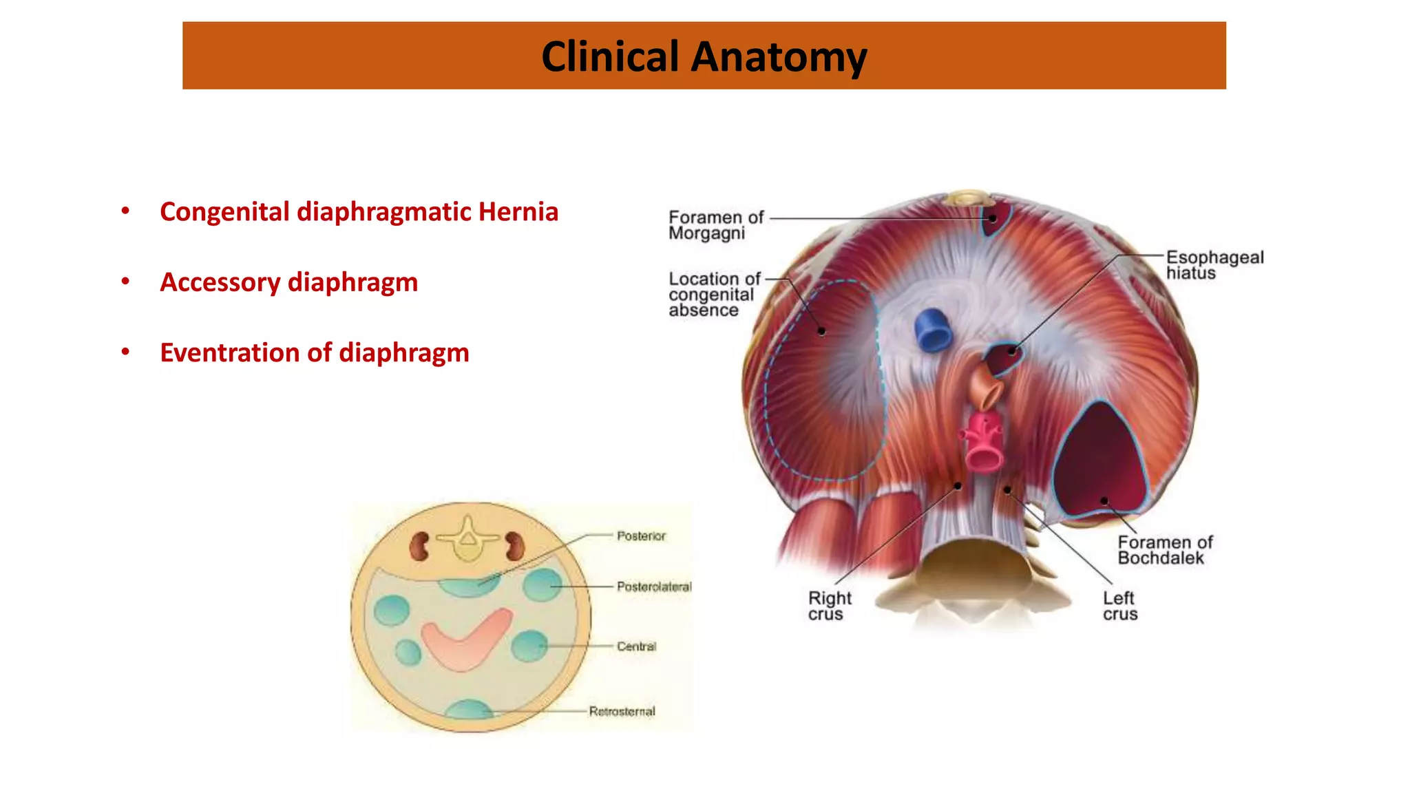 Development of diaphragm | PPTX