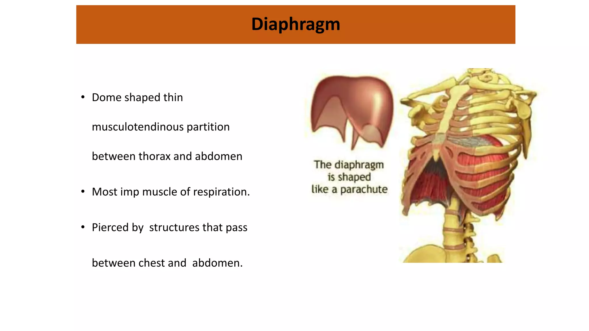 Development of diaphragm | PPTX