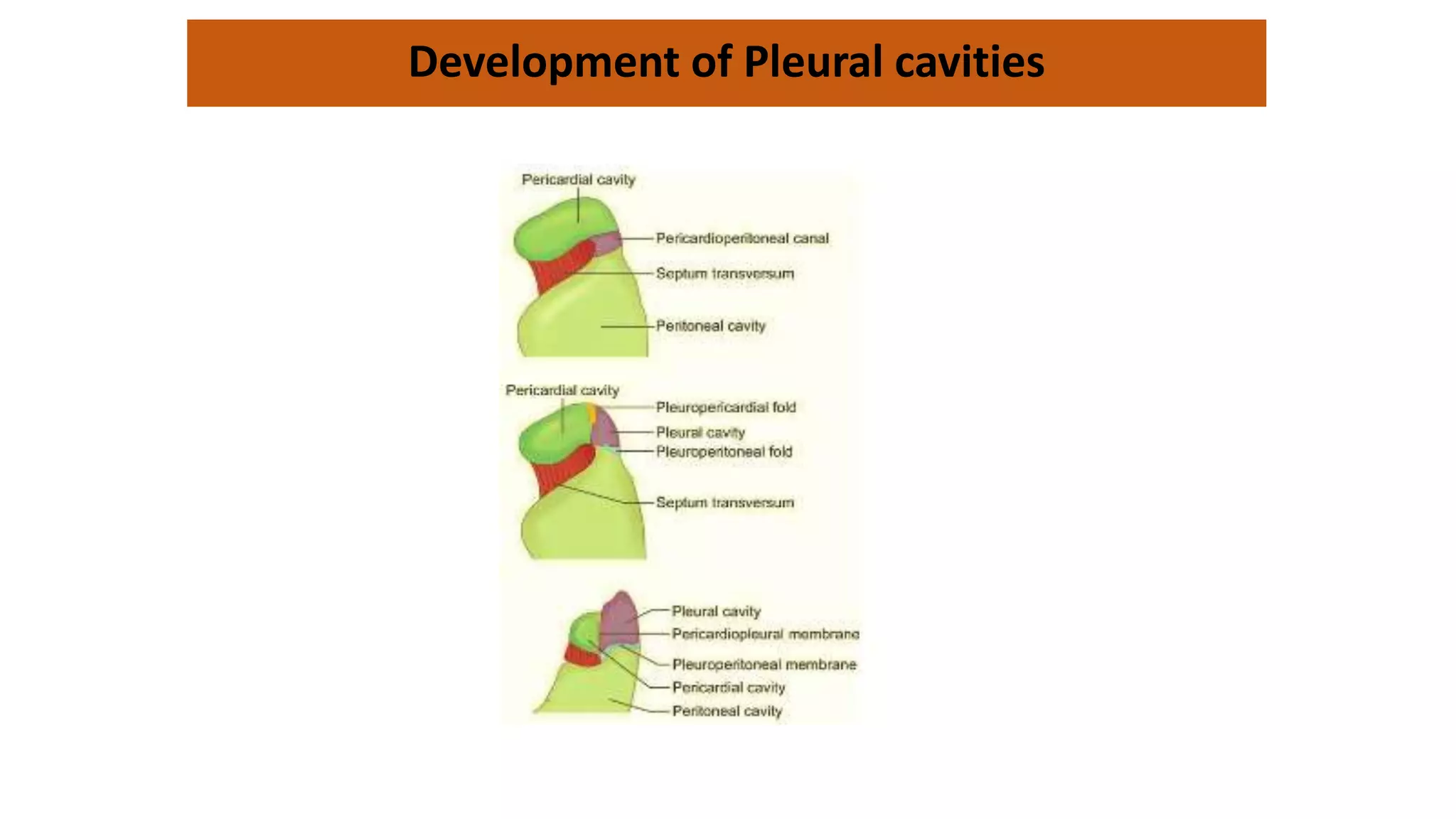 Development of diaphragm | PPTX