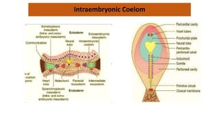 Development of diaphragm | PPTX