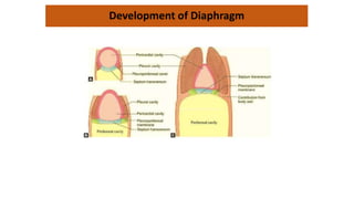 Development of diaphragm | PPTX