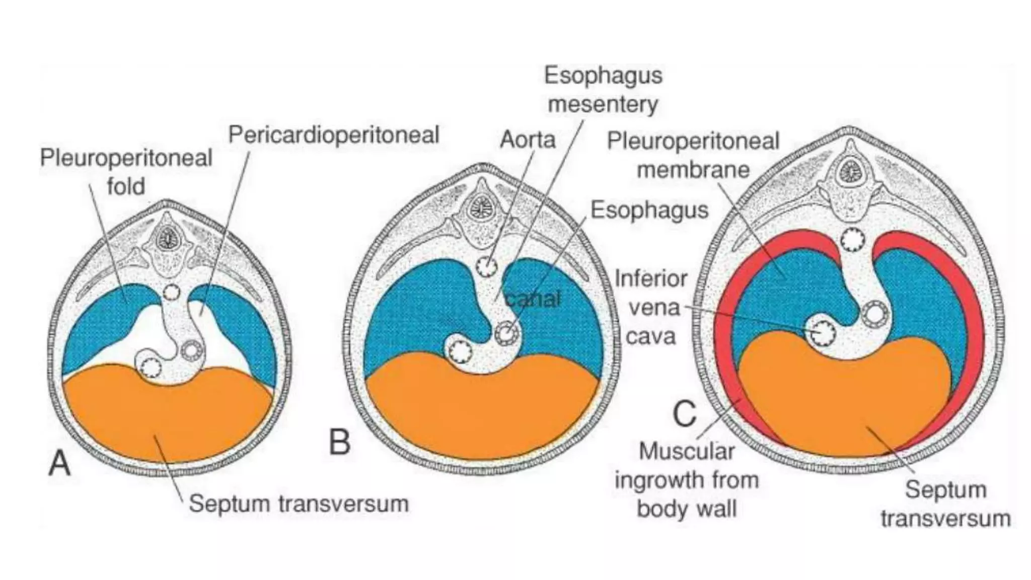 Development of Diaphragm.pptx