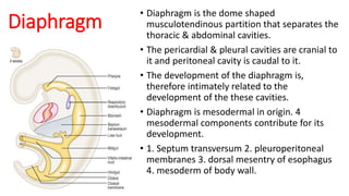 Development of Diaphragm.pptx