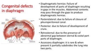 Development of Diaphragm.pptx