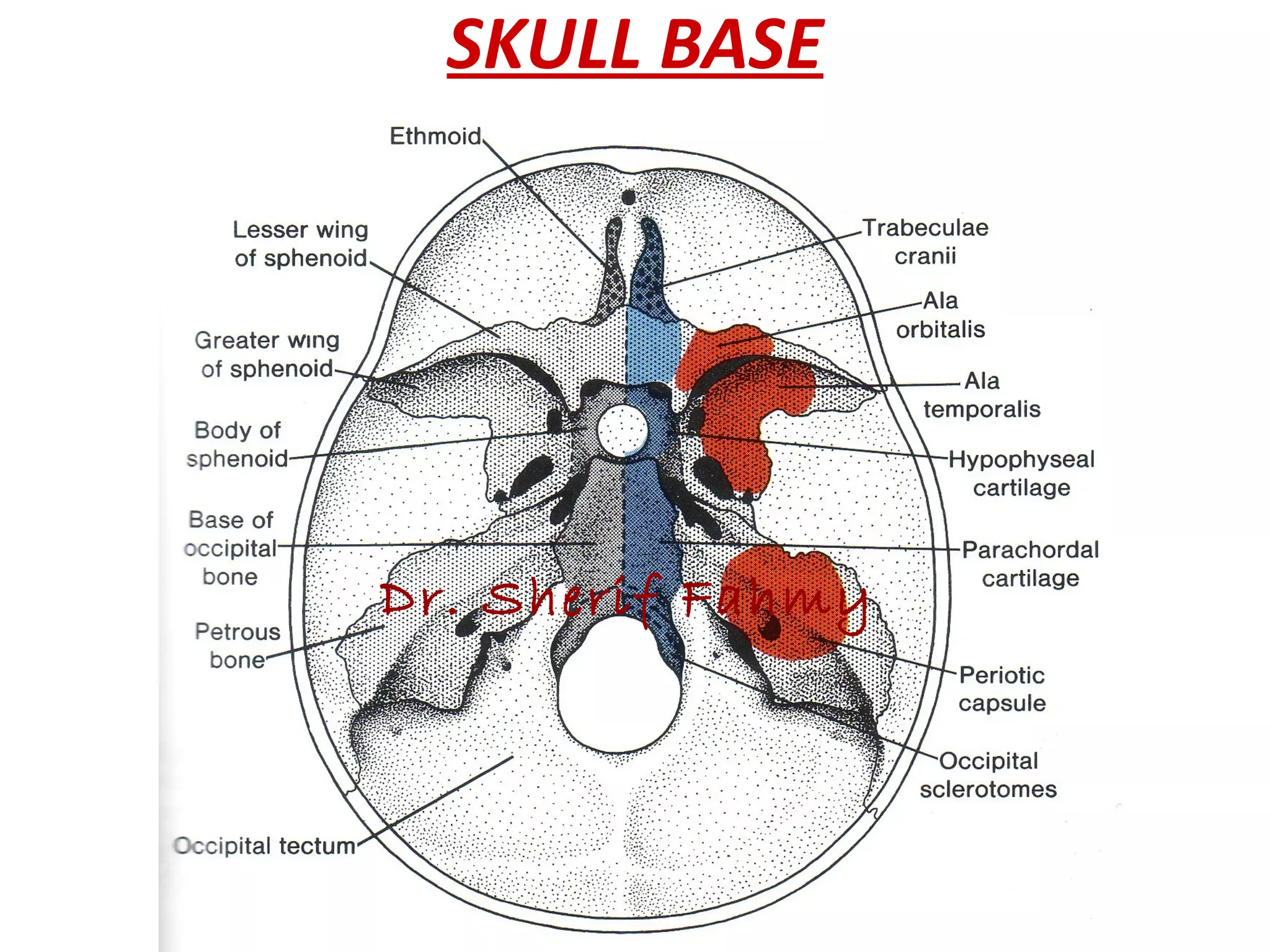 Development of Diaphragm, Skull, Vertebrae & Limbs (Special Embryology ...
