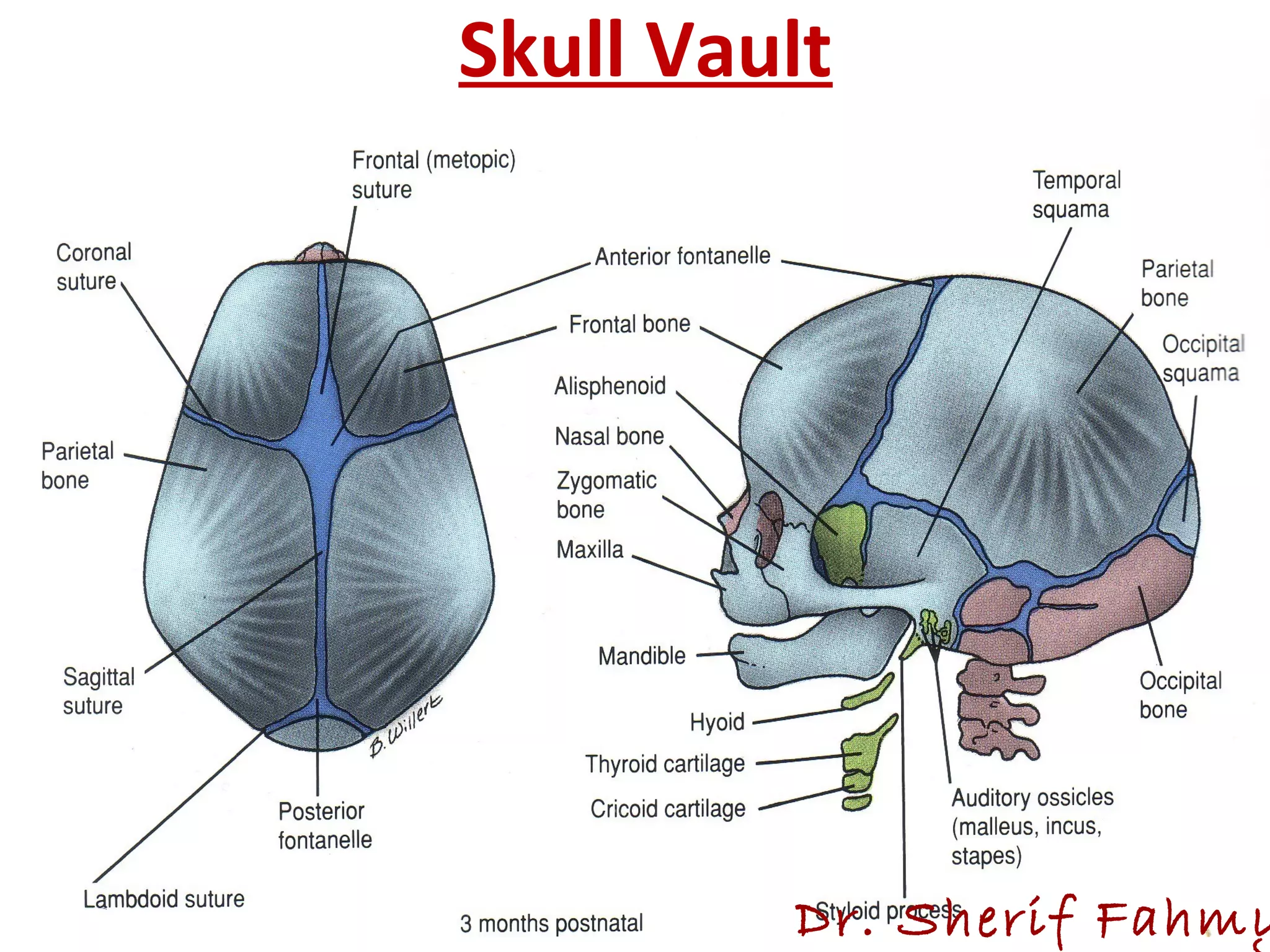 Development of Diaphragm, Skull, Vertebrae & Limbs (Special Embryology ...