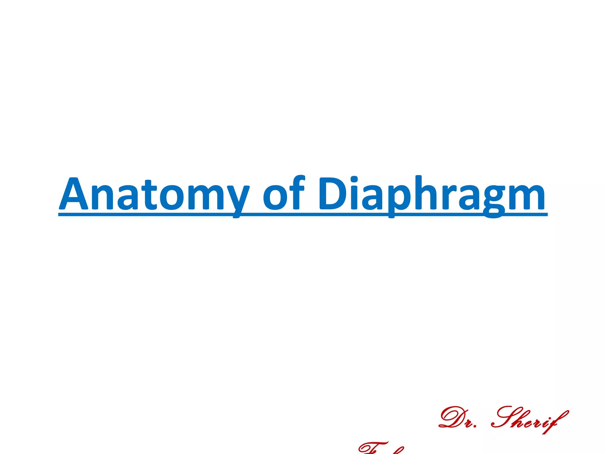 Development of Diaphragm, Skull, Vertebrae & Limbs (Special Embryology ...