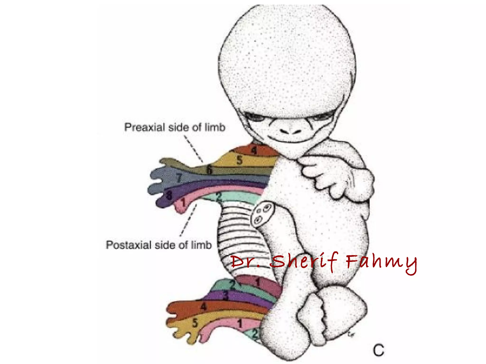 Development of Diaphragm, Skull, Vertebrae & Limbs (Special Embryology ...