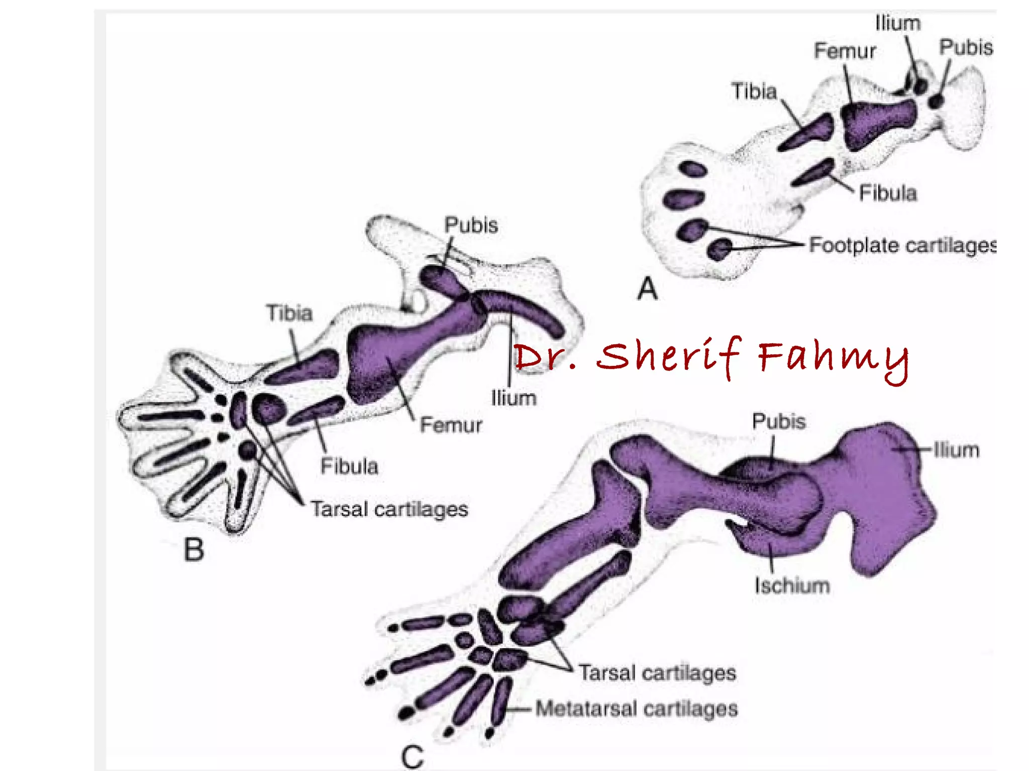 Development of Diaphragm, Skull, Vertebrae & Limbs (Special Embryology ...