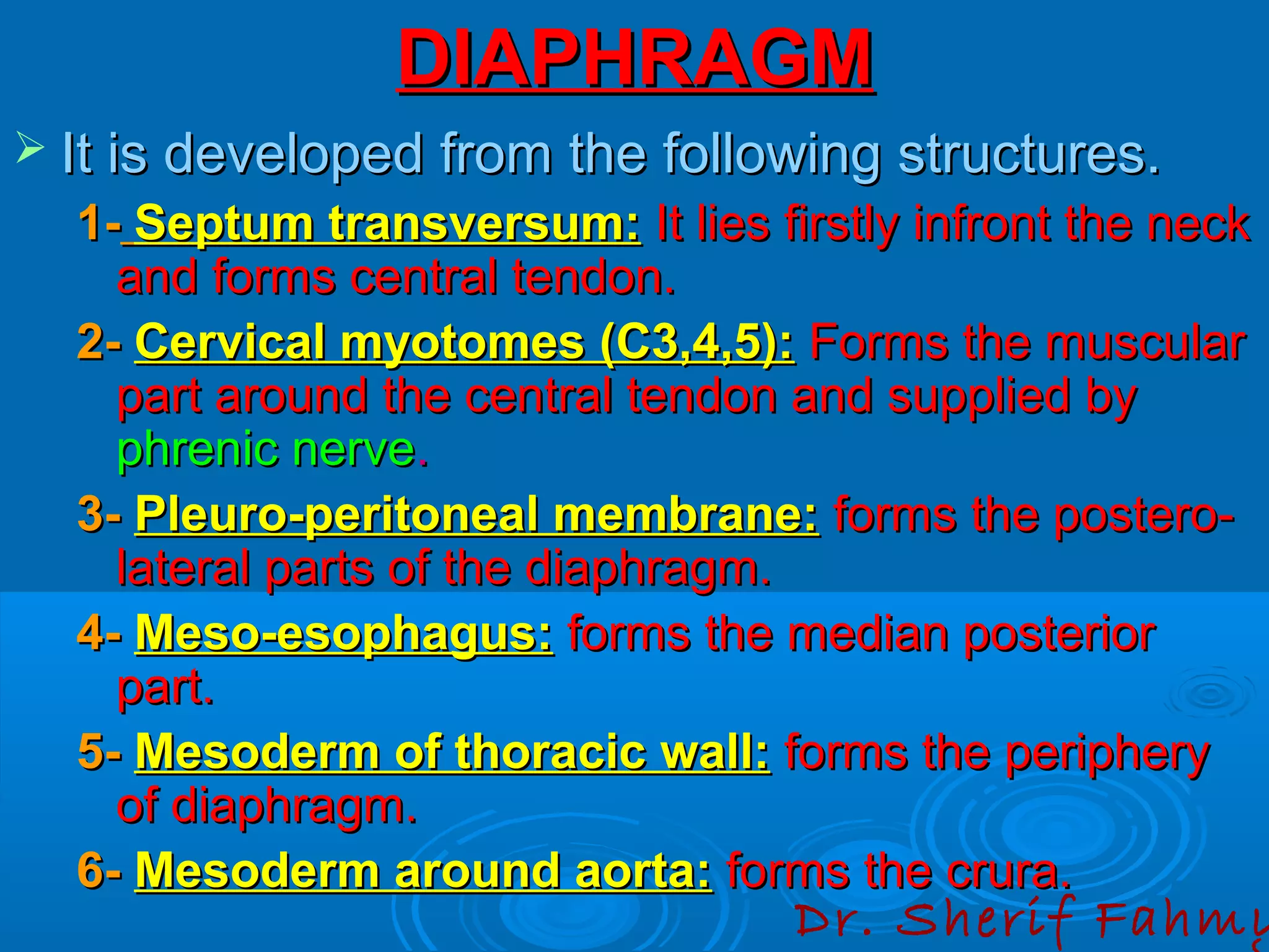 Development of Diaphragm, Skull, Vertebrae & Limbs (Special Embryology ...
