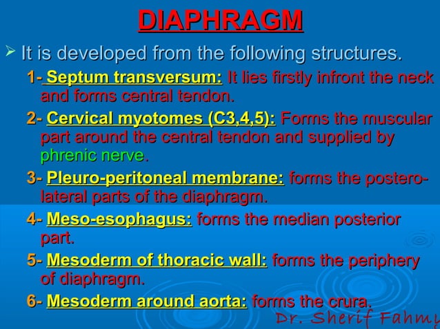 Development of Diaphragm, Skull, Vertebrae & Limbs (Special Embryology ...