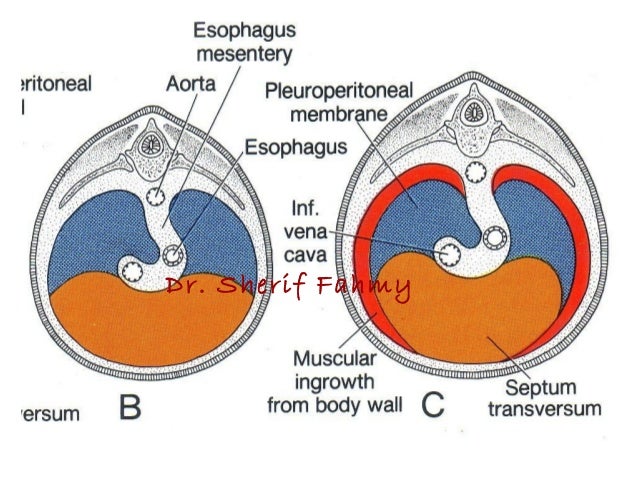 Development of Diaphragm, Skull, Vertebrae & Limbs (Special Embryolog…