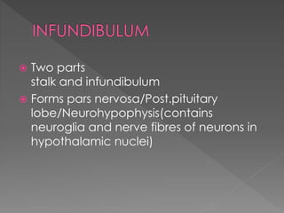Development of diencephalon | PPTX