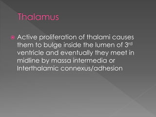 Development of diencephalon | PPTX
