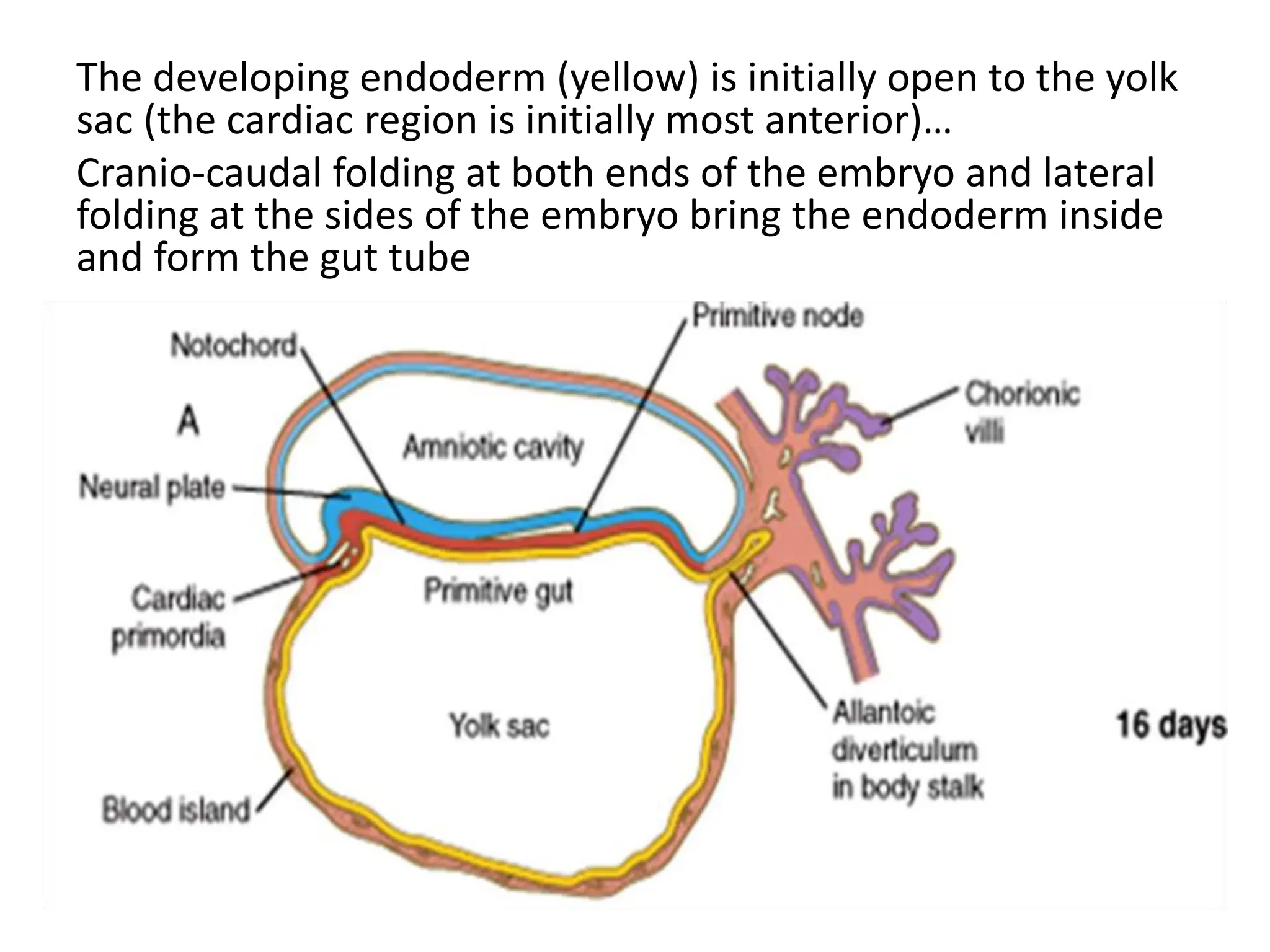 DEVELOPMENT OF DIGESTIVE SYSTEM.pptx