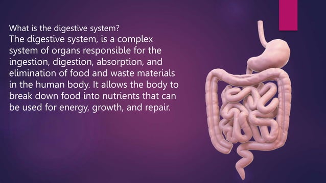 the fact about development of digestive system.pptx