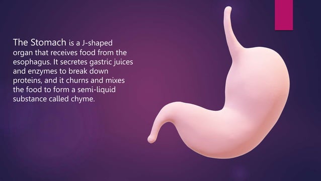 the fact about development of digestive system.pptx