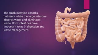 the fact about development of digestive system.pptx