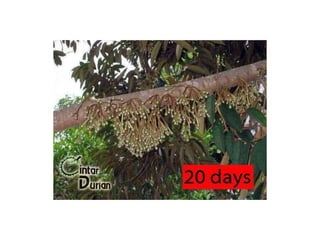 Development of durian | PPSX