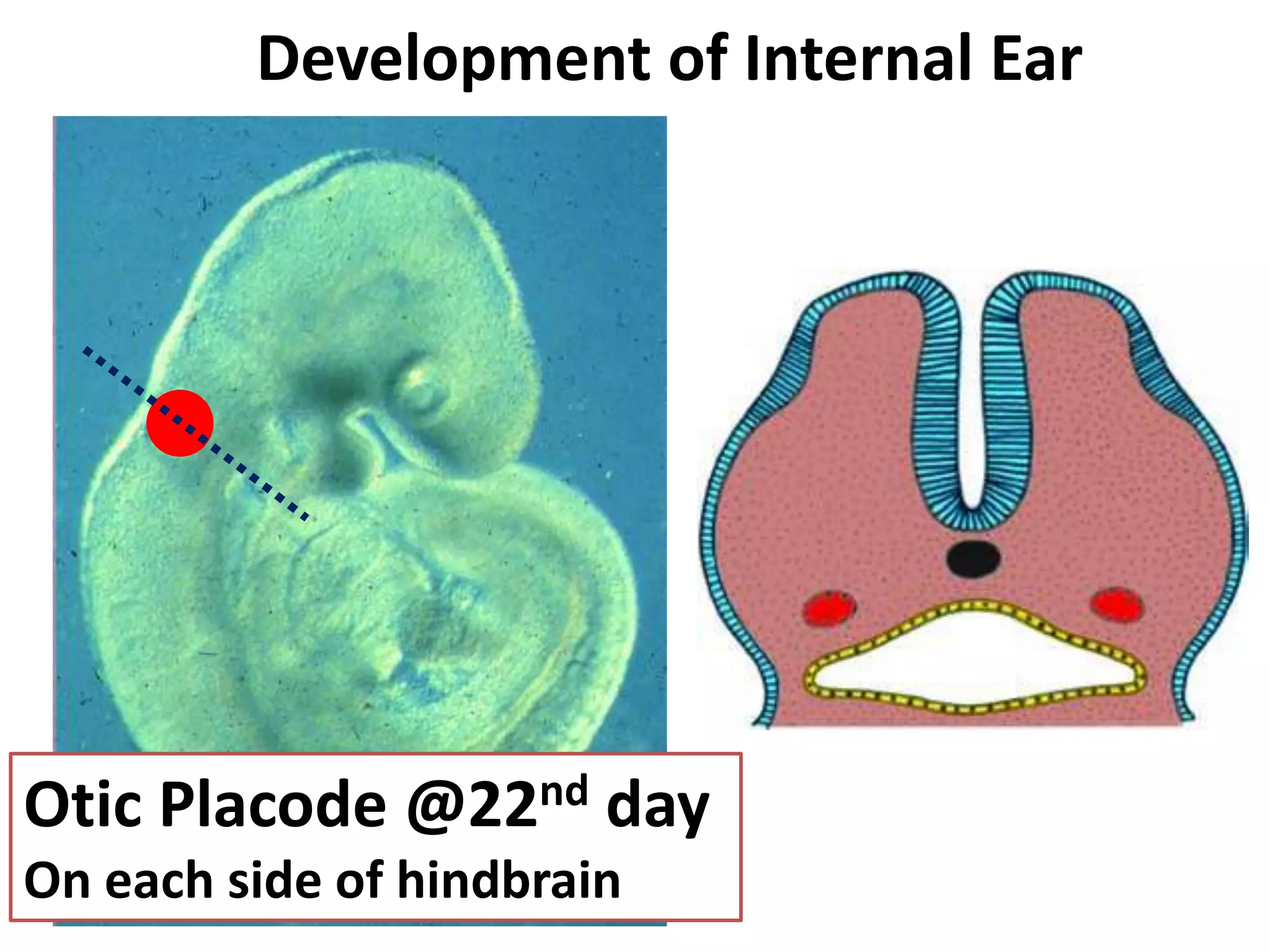 Development of Ear | PPTX