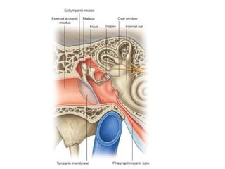 Development of Ear | PPTX