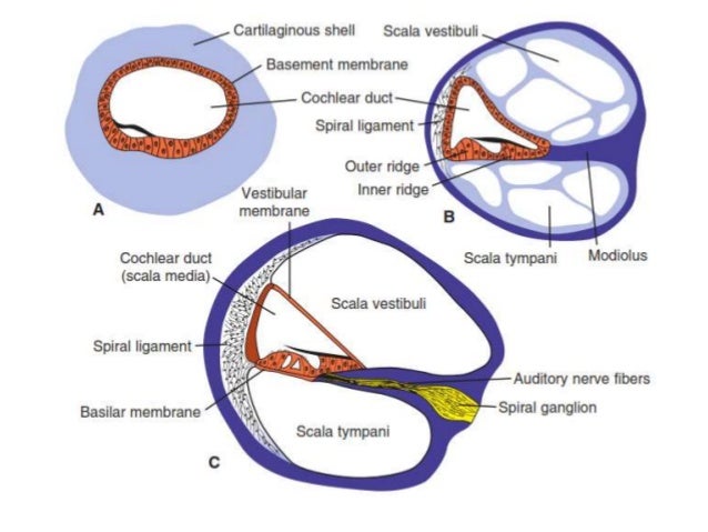 Development of Ear