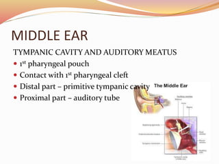 Development of ear | PPTX