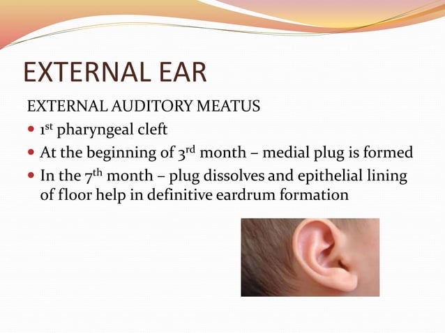 Development of ear | PPTX | Ear, Nose and Throat Conditions | Diseases ...