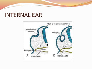 Development of ear | PPTX