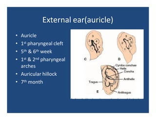 Development of ear.pdf Development of the Ear The ear develops from ...