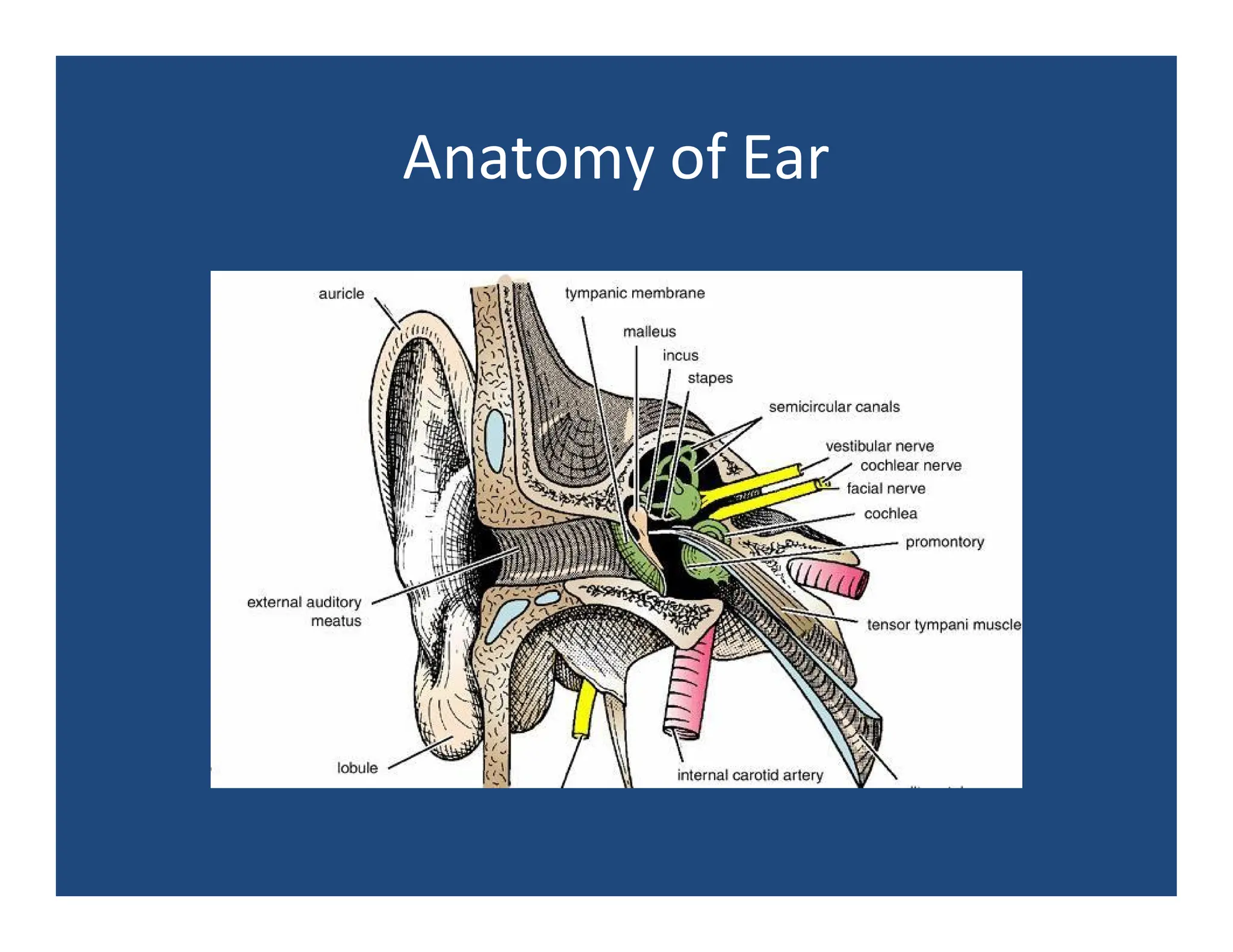 Development of ear.pdf Development of the Ear The ear develops from ...