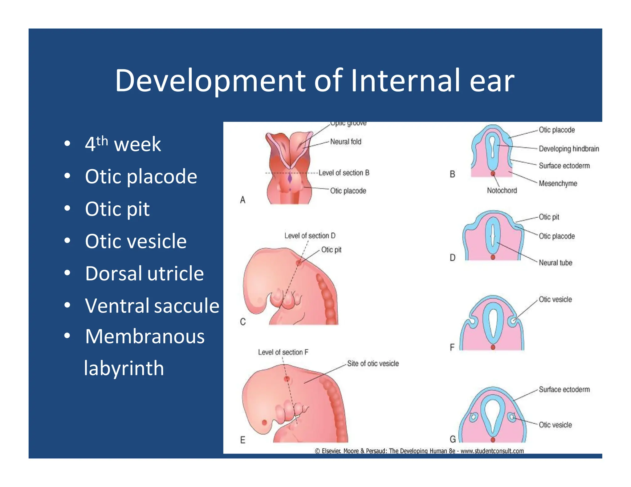 Development of ear.pdf Development of the Ear The ear develops from ...