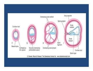 Development of ear.pdf Development of the Ear The ear develops from ...