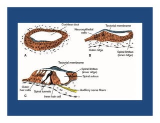 Development of ear.pdf Development of the Ear The ear develops from ...