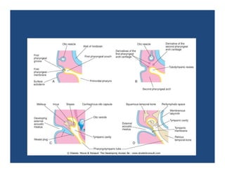 Development of ear.pdf Development of the Ear The ear develops from ...