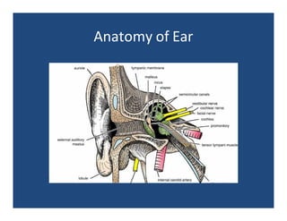 Development of ear.pdf Development of the Ear The ear develops from ...