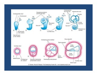 Development of ear.pdf Development of the Ear The ear develops from ...