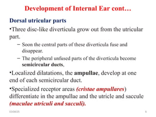 Embryological Development of ear ear.ppt