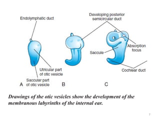 Embryological Development of ear ear.ppt