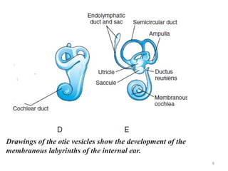 Embryological Development of ear ear.ppt