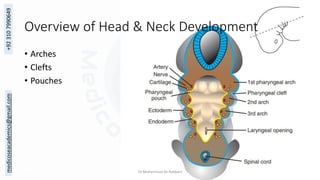 Development of Ear by Dr Muhammad Ali Rabbani | PDF