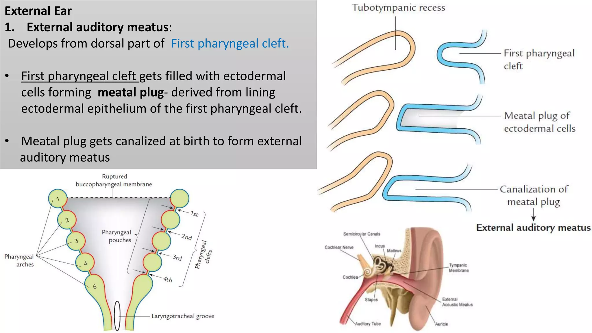 Development of ear | PPTX