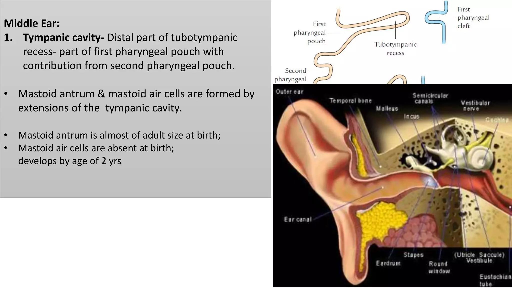 Development of ear | PPTX