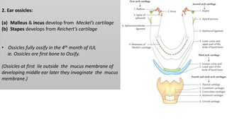 Development of ear | PPTX