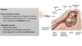 Development of ear | PPTX