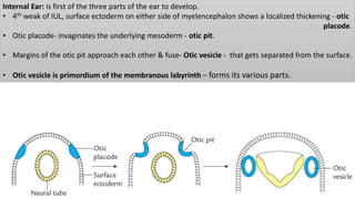 Development of ear | PPTX