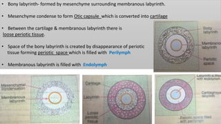 Development of ear | PPTX