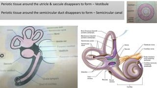Development of ear | PPTX